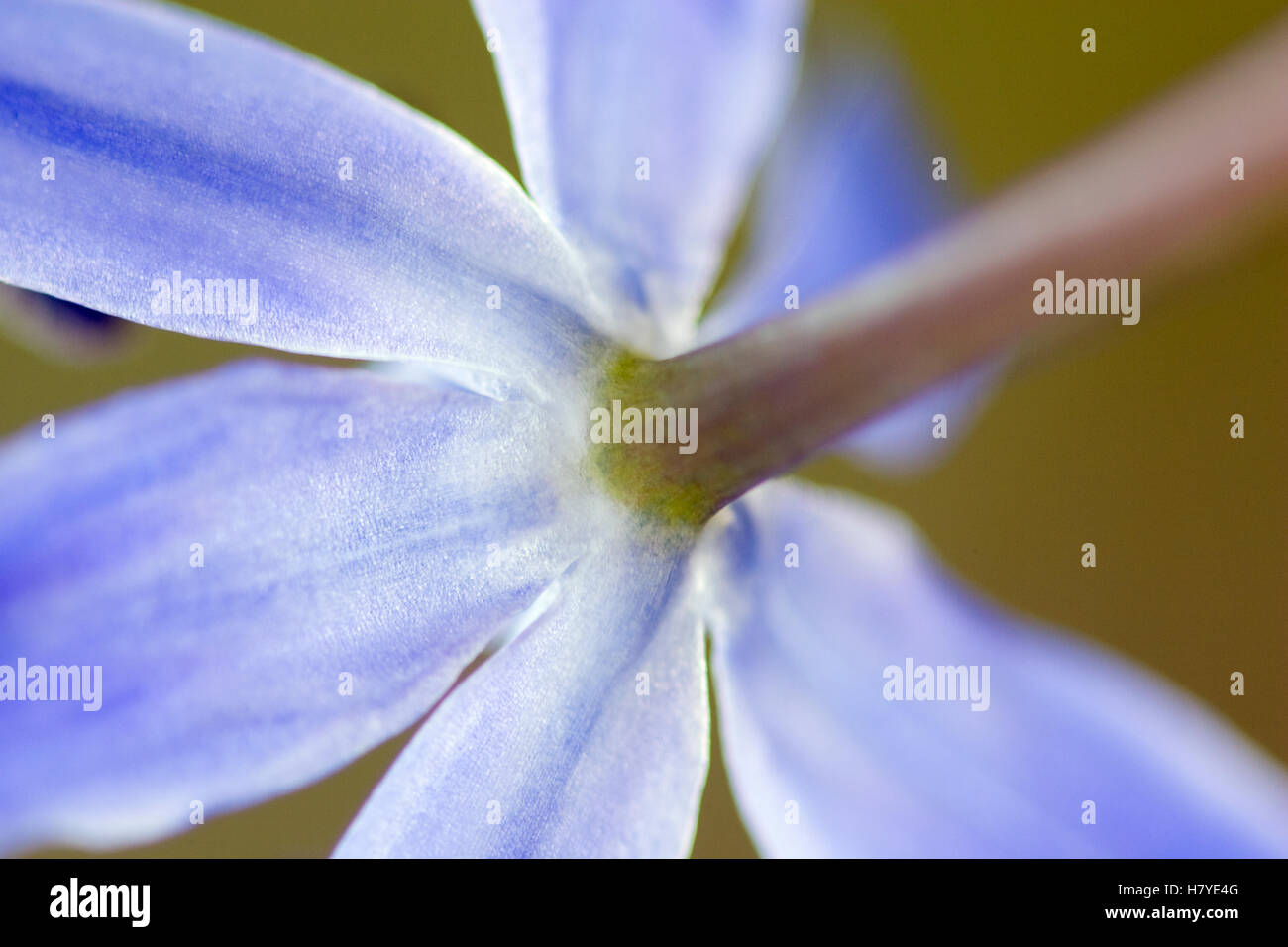 Alpine Squill (Scilla bifolia) flower, Germany Stock Photo - Alamy