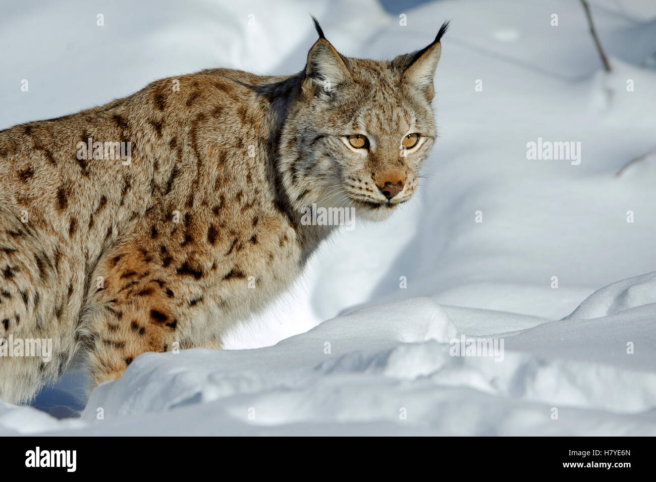 Eurasian Lynx (Lynx lynx) in snow, Flatanger, Norway Stock Photo - Alamy