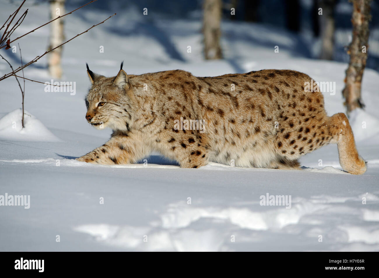 Eurasian Lynx (Lynx lynx) in snow, Flatanger, Norway Stock Photo - Alamy