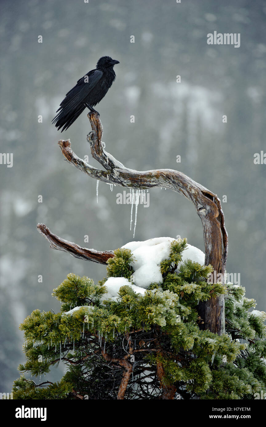 Common Raven (Corvus corax), Flatanger, Norway Stock Photo - Alamy
