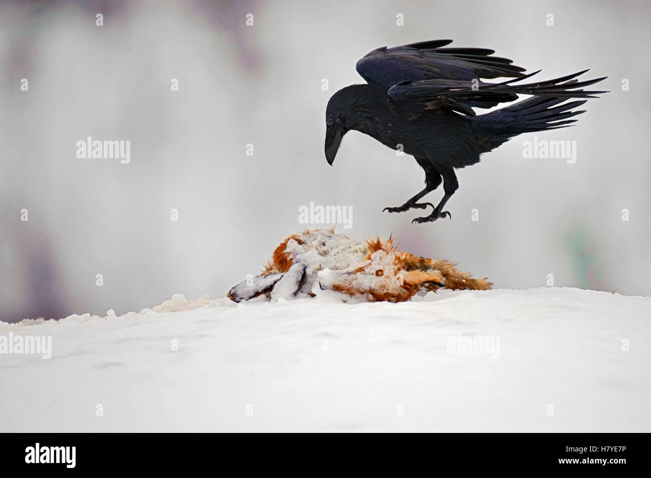 Common Raven (Corvus corax) landing next to Red Fox (Vulpes vulpes ...