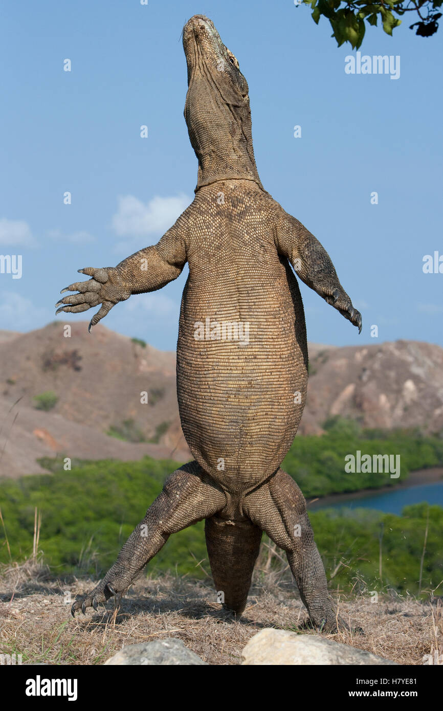 Komodo Dragon (Varanus komodoensis) standing on hind legs, Rinca Island ...