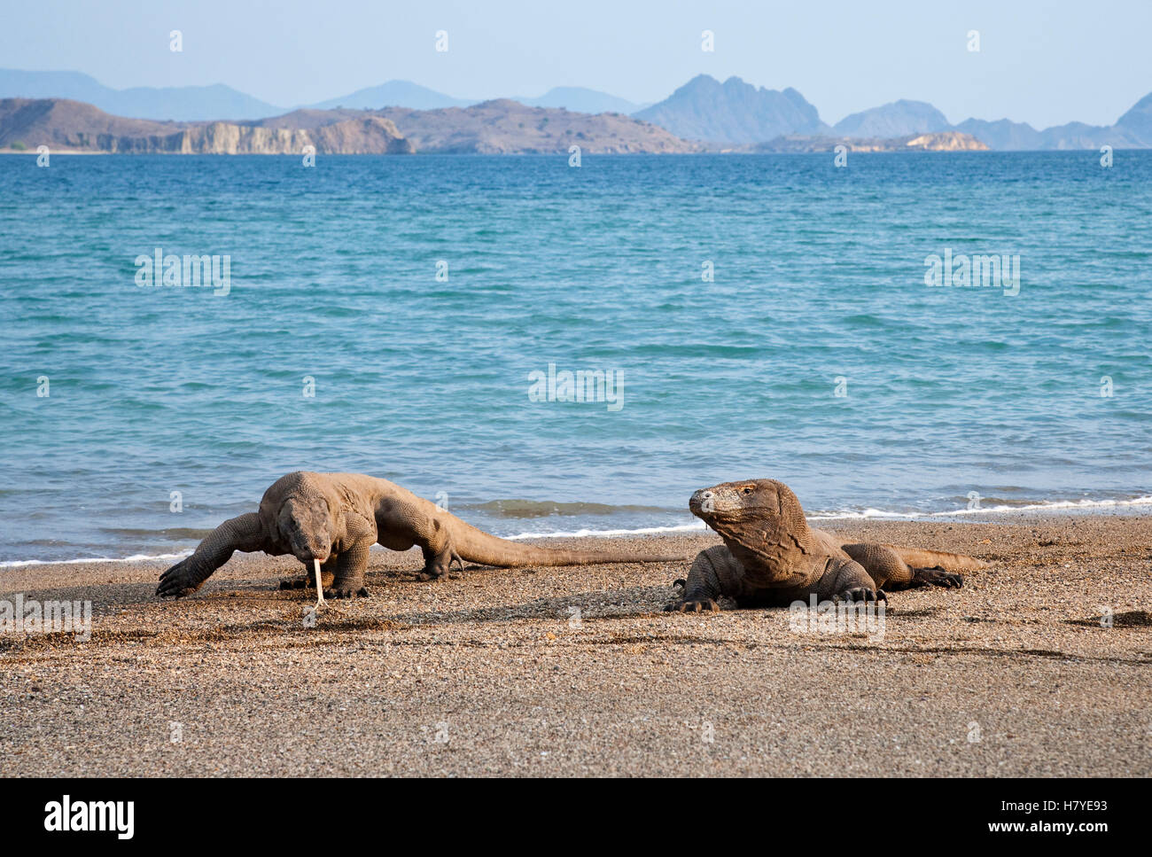 Komodo Dragon (Varanus komodoensis) pair on beach, Komodo Island ...