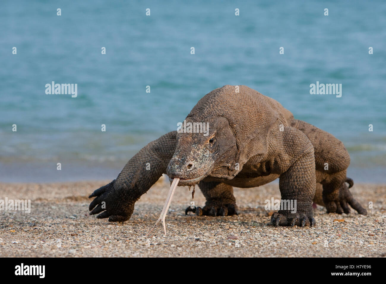 Komodo Dragon (Varanus komodoensis) on beach with tongue extended ...