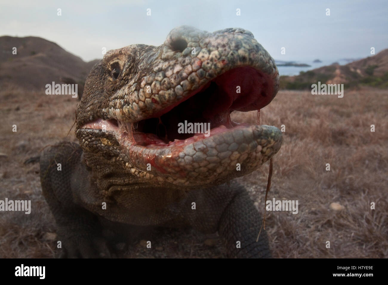 Komodo Dragon (Varanus komodoensis) with saliva dribbling from mouth ...