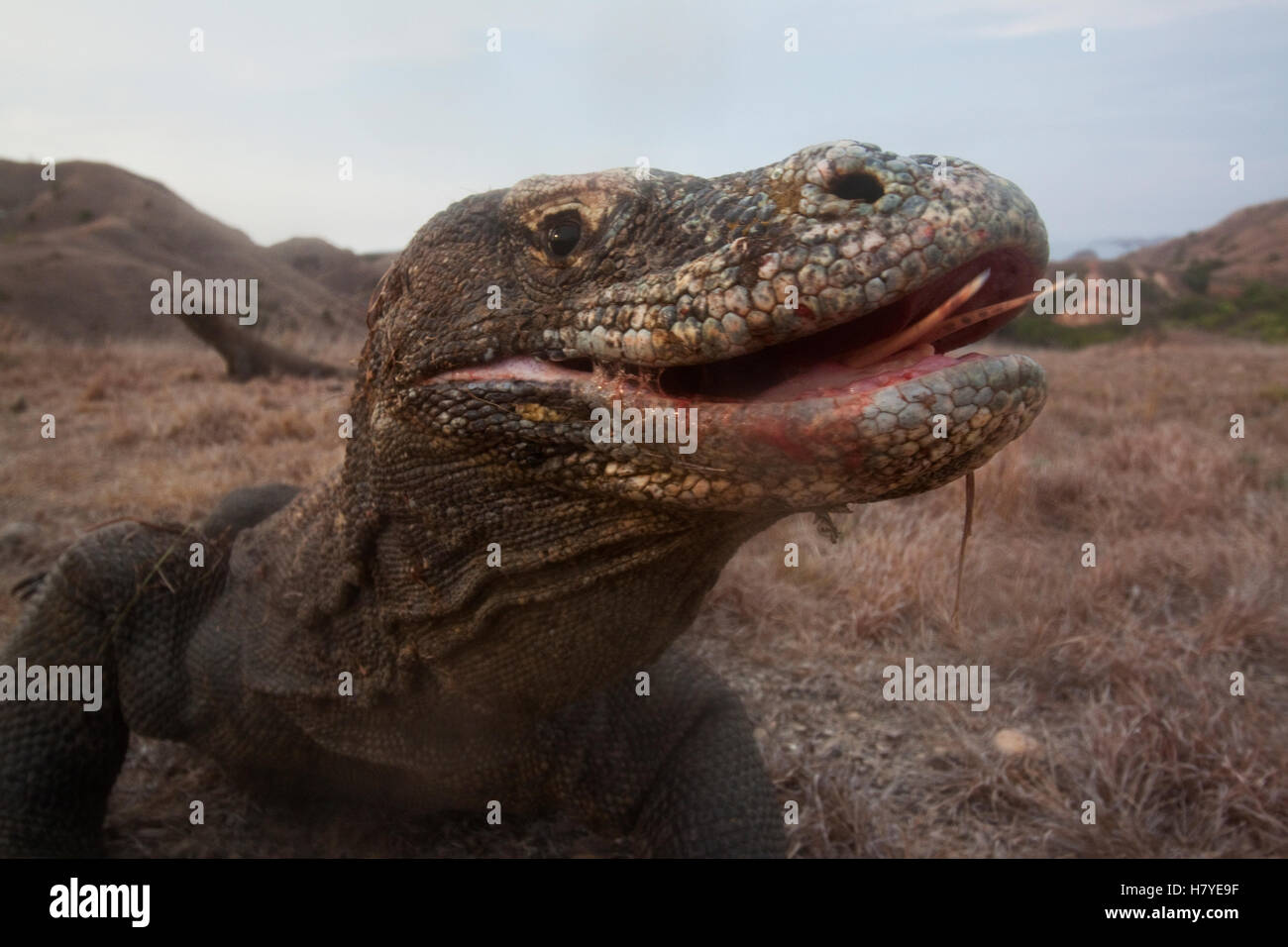 Komodo Dragon (Varanus komodoensis) with saliva dribbling from mouth ...