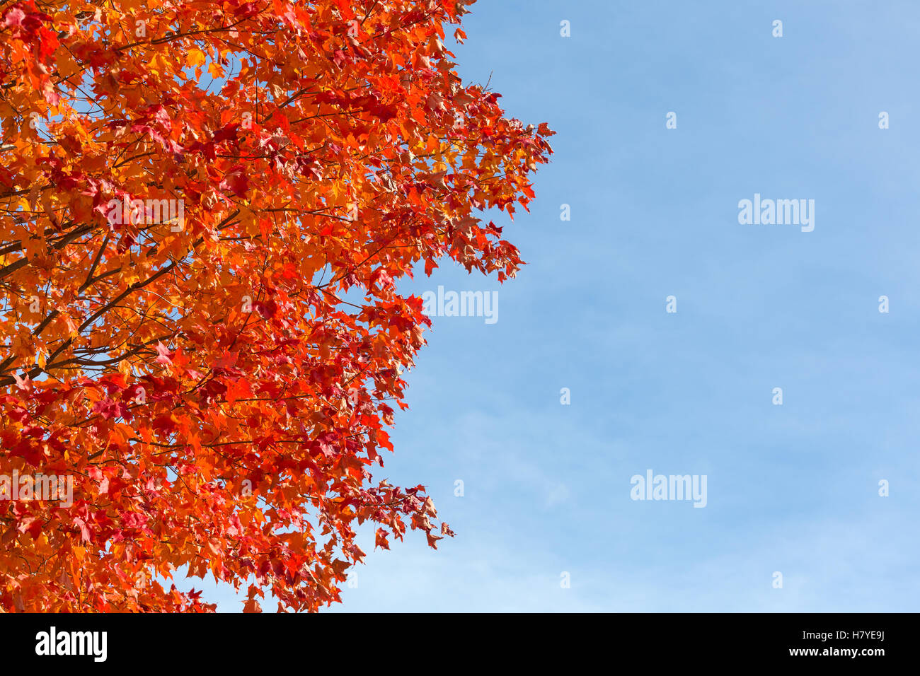 Fall foliage red maple tree leaves against a blue sky with wispy clouds ...