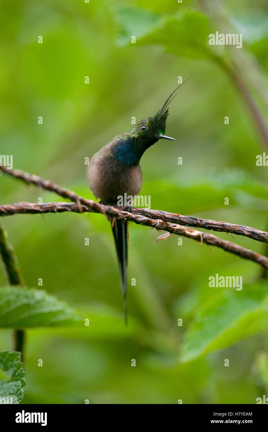 Wire-crested Thorntail (Discosura popelairii) hummingbird, Ecuador ...