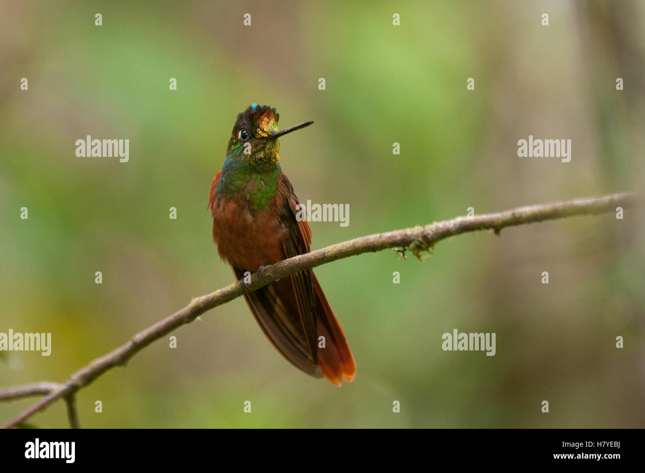 Rainbow Starfrontlet (Coeligena iris) hummingbird, Ecuador Stock Photo ...
