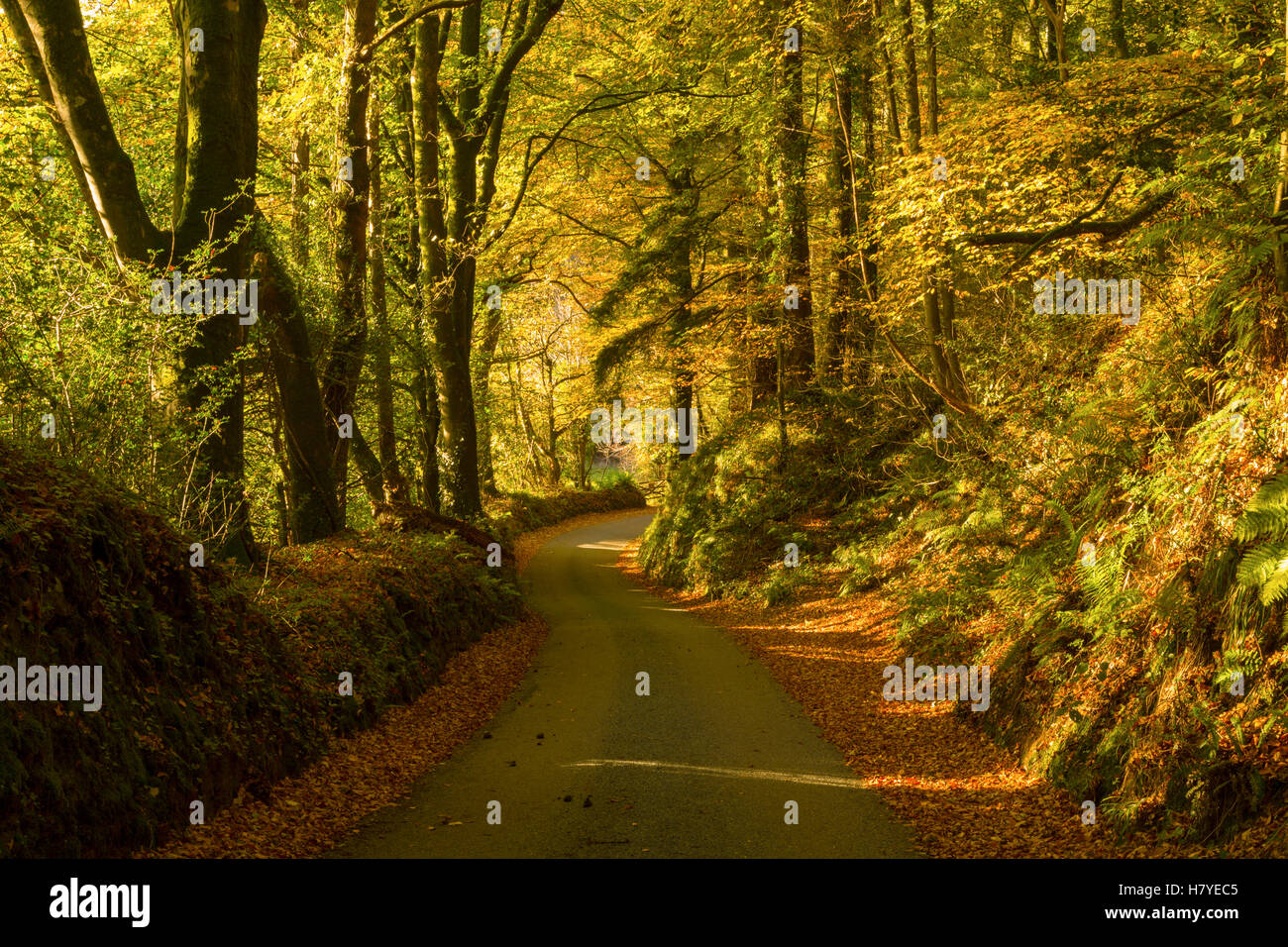 Autumn scene near Stara Bridge in East Cornwall Stock Photo - Alamy