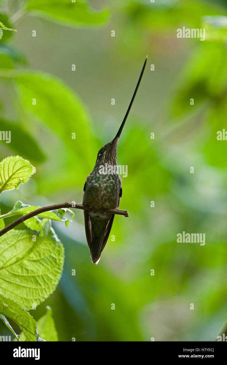 Sword-billed Hummingbird (Ensifera ensifera) female, Ecuador Stock ...