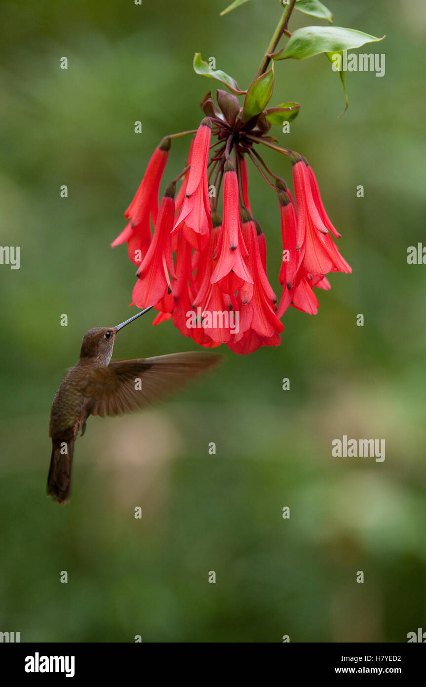 Bronzy Inca (Coeligena coeligena) hummingbird feeding on flower nectar ...