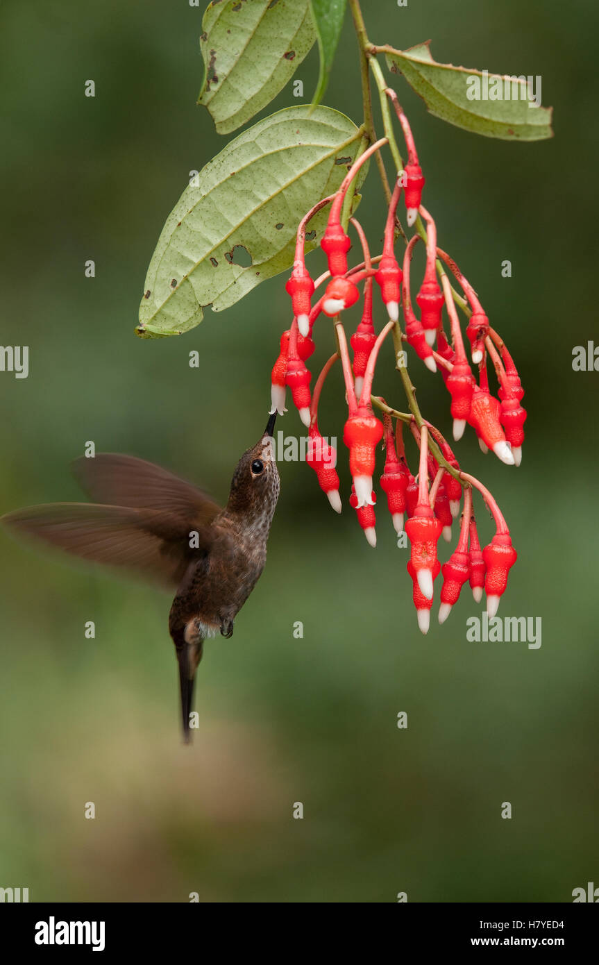 Bronzy Inca (Coeligena coeligena) hummingbird feeding on flower nectar ...