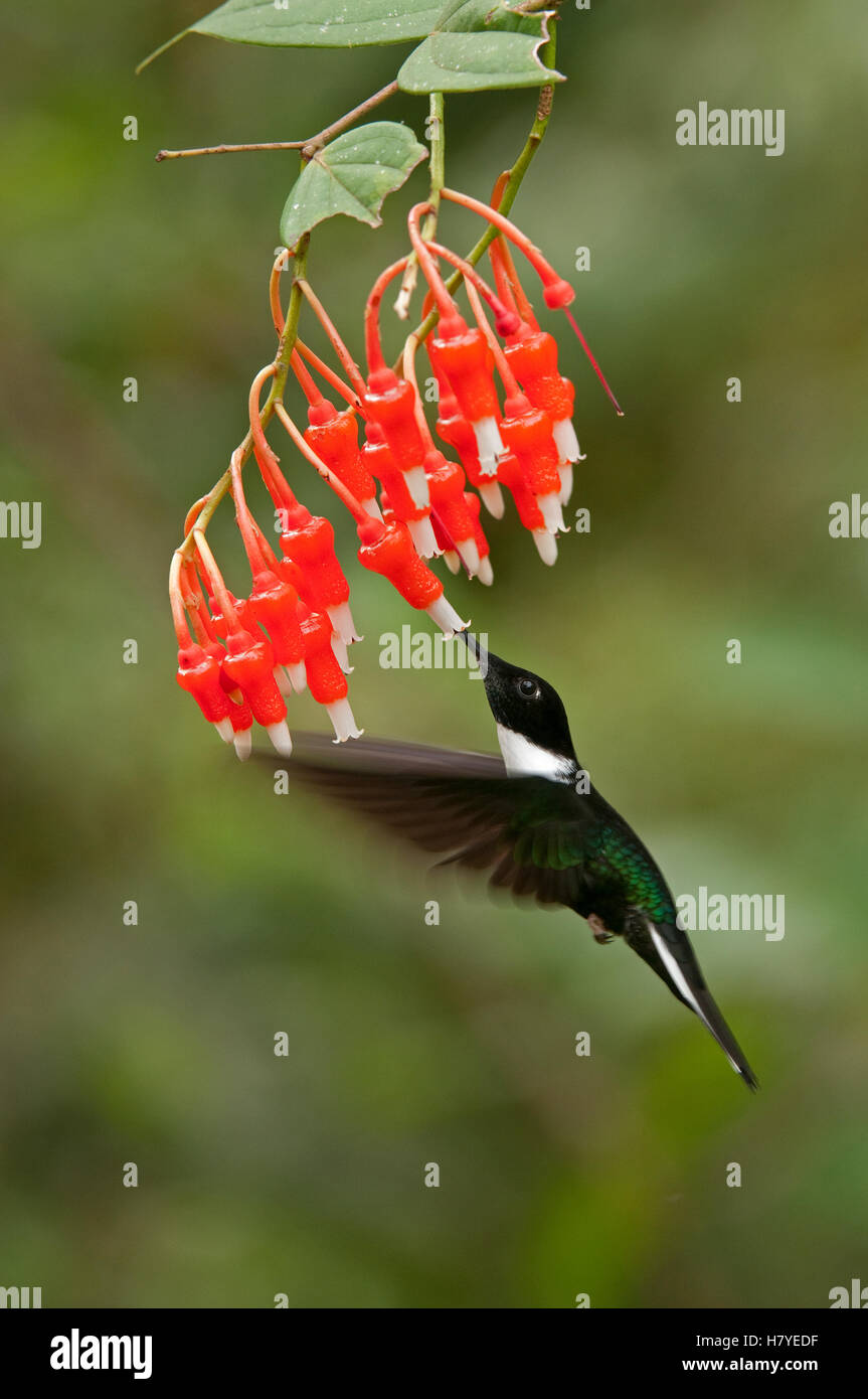 Collared Inca (Coeligena torquata) hummingbird feeding on flower nectar ...