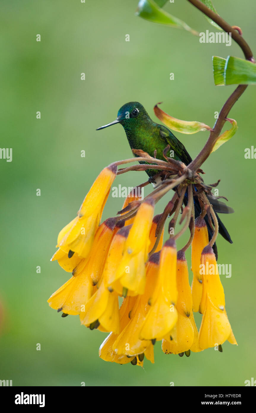 Sapphire-vented Puffleg (Eriocnemis luciani) hummingbird, Ecuador Stock ...