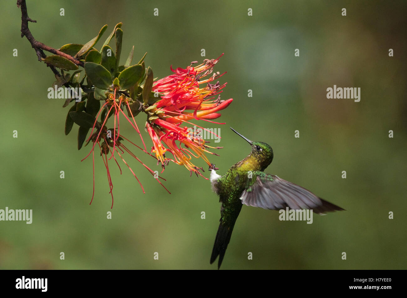 Golden-breasted Puffleg (Eriocnemis mosquera) hummingbird feeding on ...