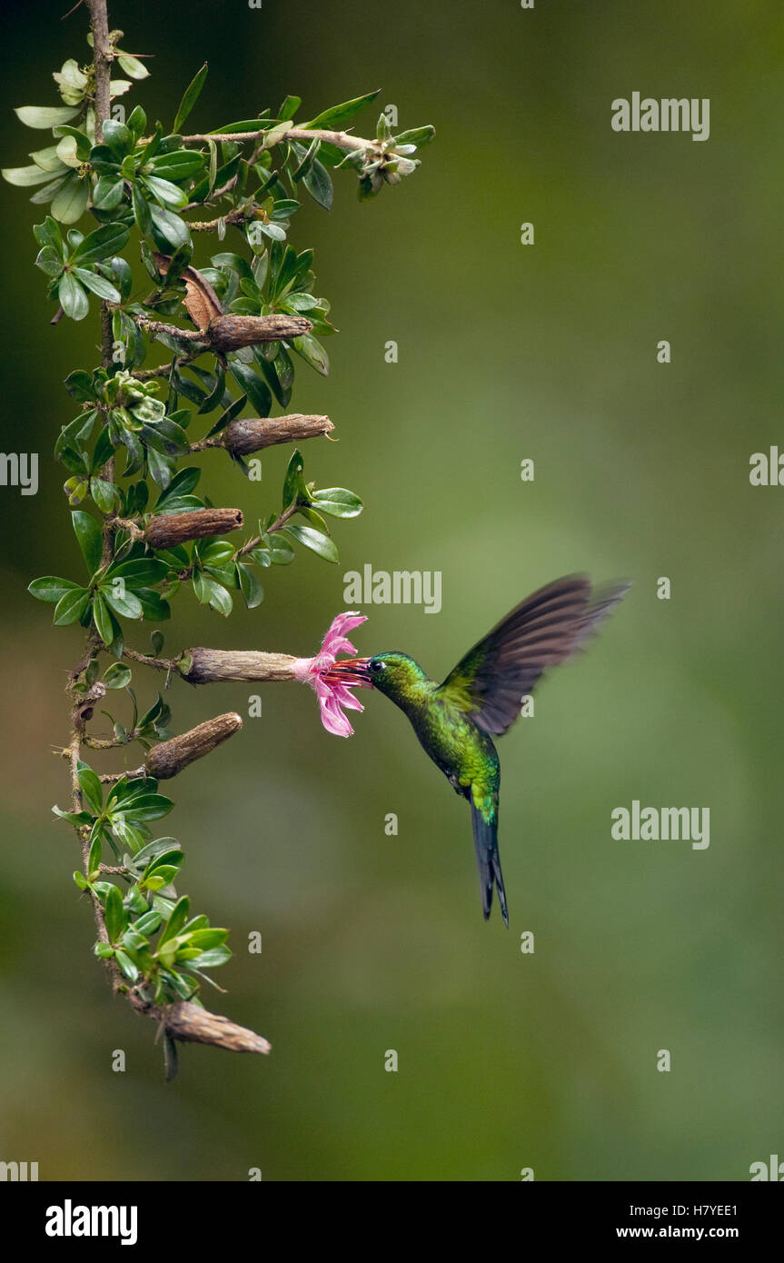 Sapphire-vented Puffleg (Eriocnemis luciani) hummingbird feeding on ...