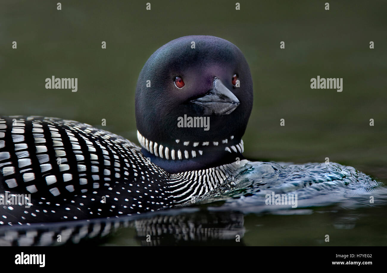 Common Loon (Gavia immer) portrait, Minnesota Stock Photo - Alamy