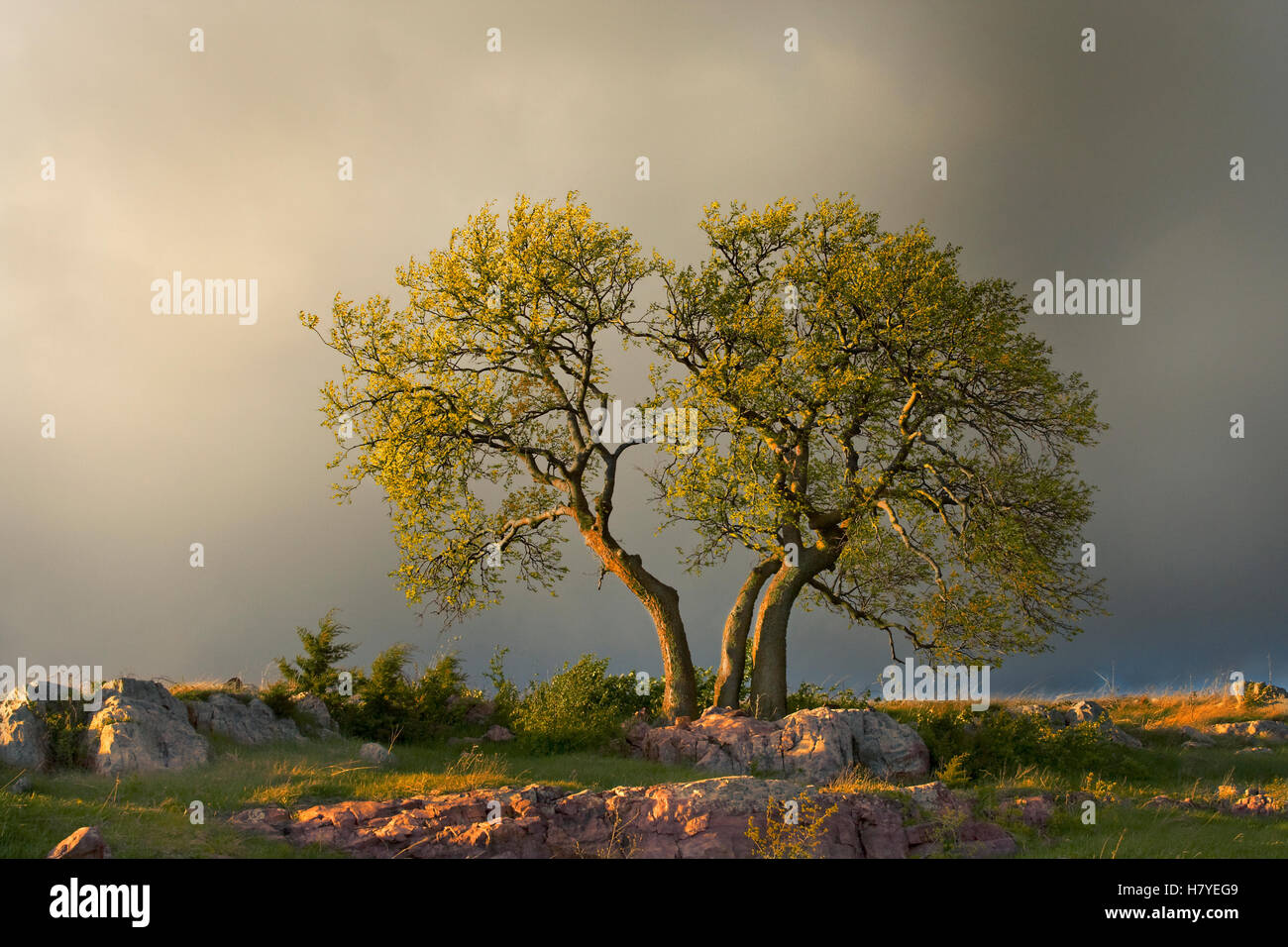 Common Hackberry (Celtis occidentalis) tree at sunset, Blue Mounds ...