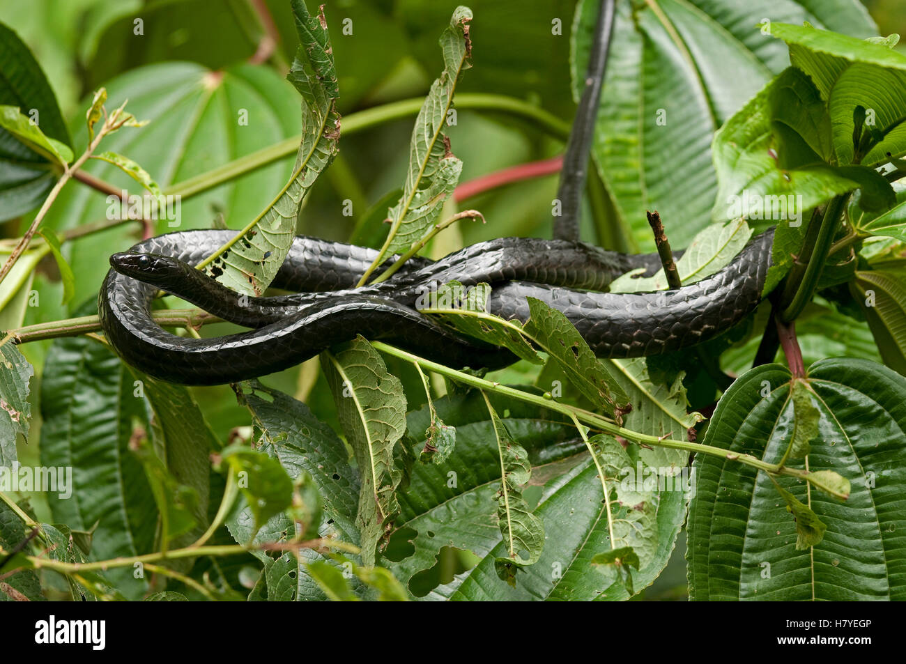 Mussurana (Clelia clelia) in tree, Ecuador Stock Photo - Alamy
