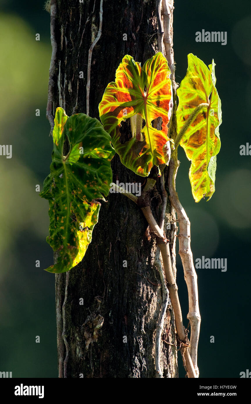 Arum (Araceae) leaves, Ecuador Stock Photo - Alamy