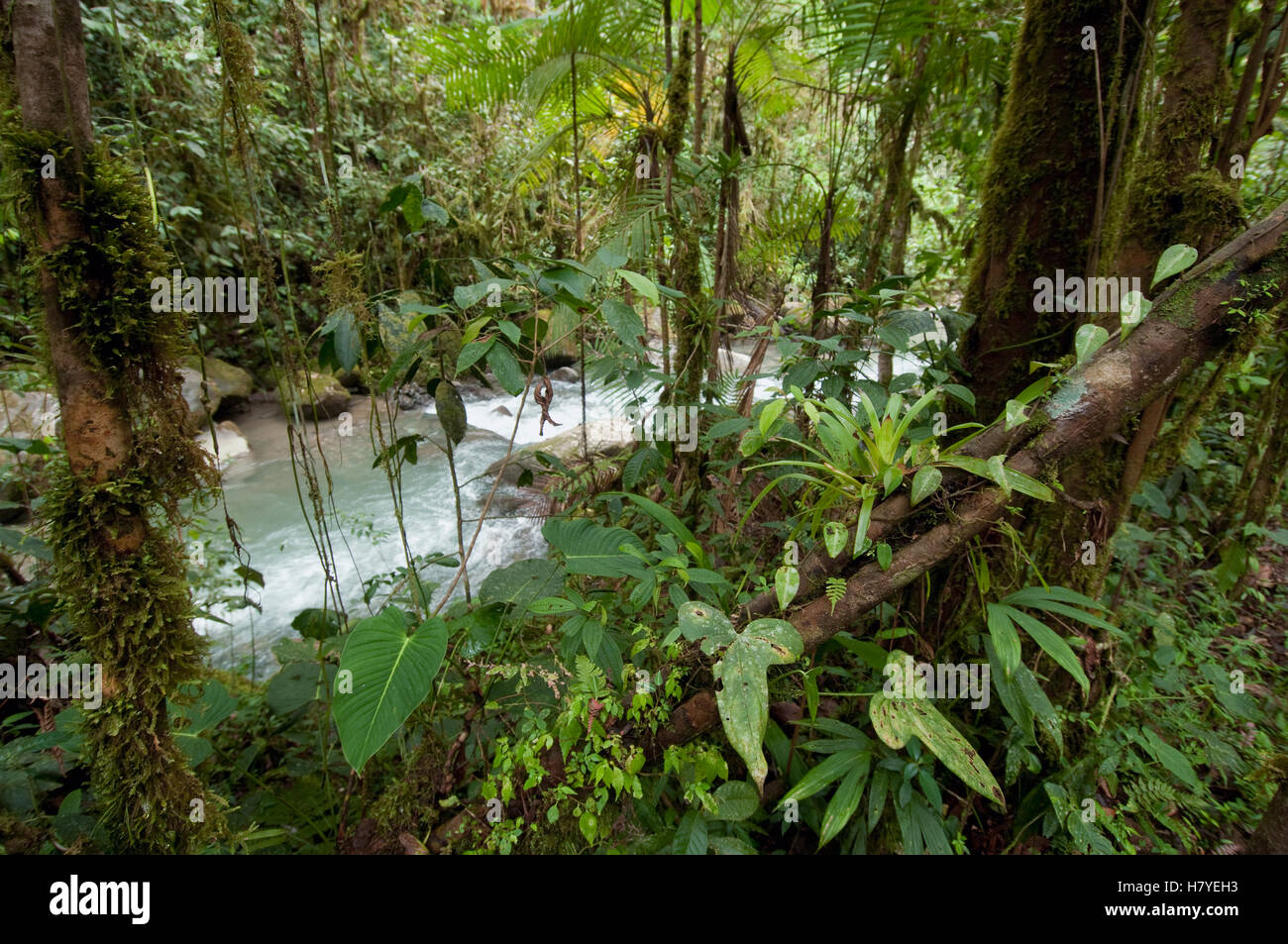 Los Cedros River in rainforest, Cotacachi Cayapas Ecological Reserve ...