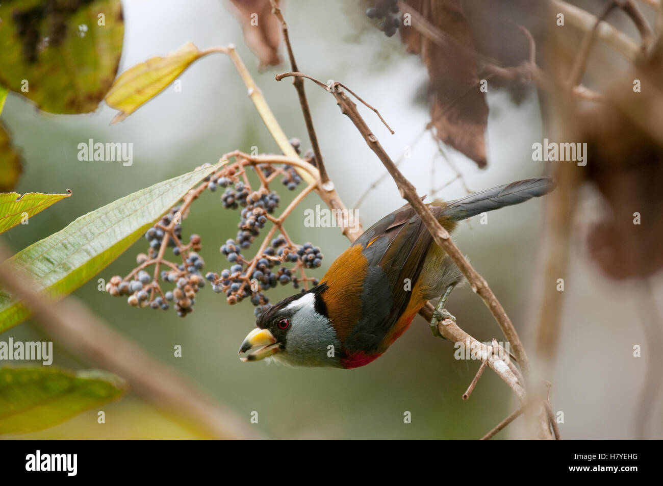 Toucan Barbet (Semnornis ramphastinus), Ecuador Stock Photo - Alamy