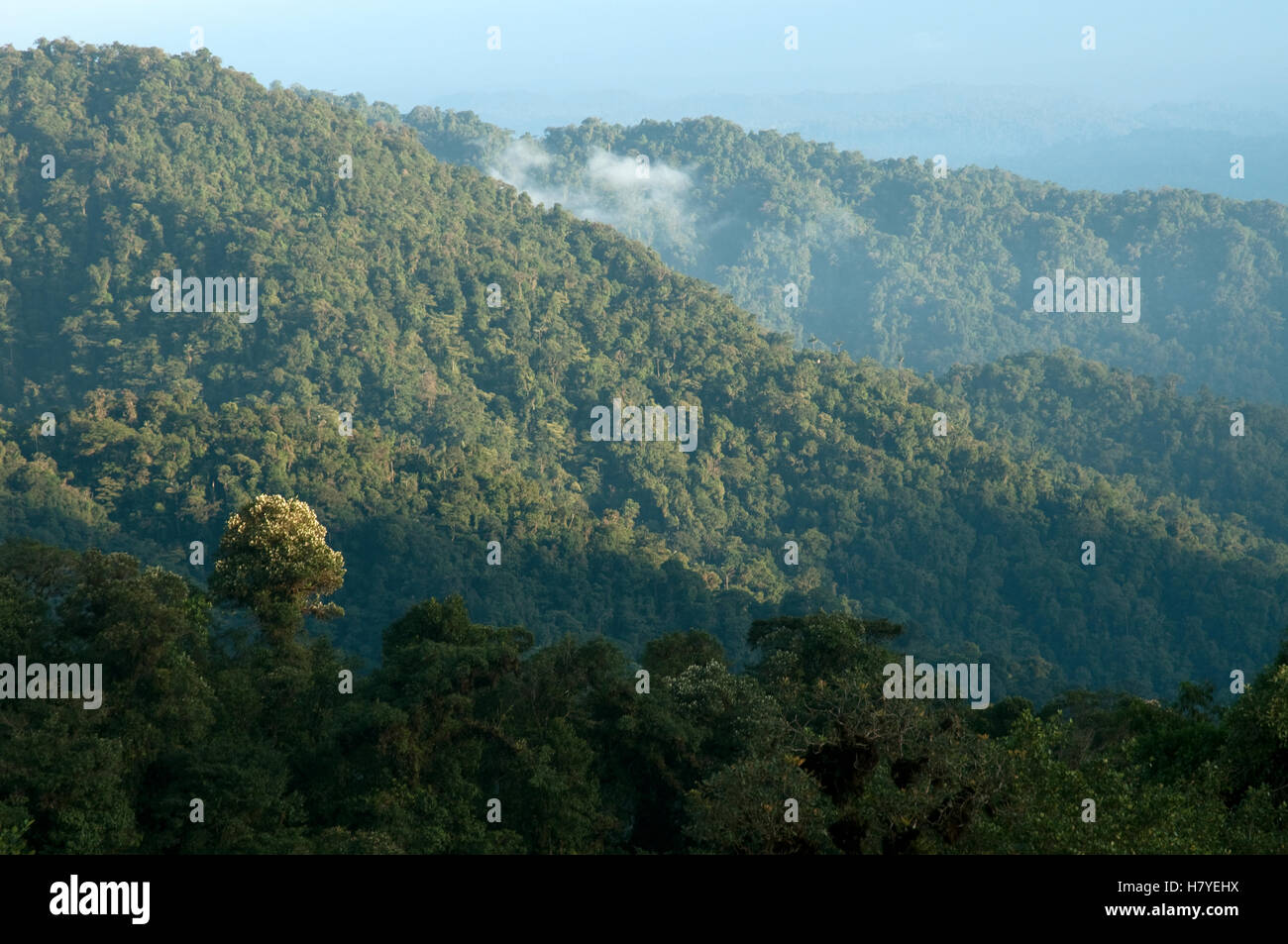 Rainforest on eastern slope of Andes, Antisana Volcano Ecological ...