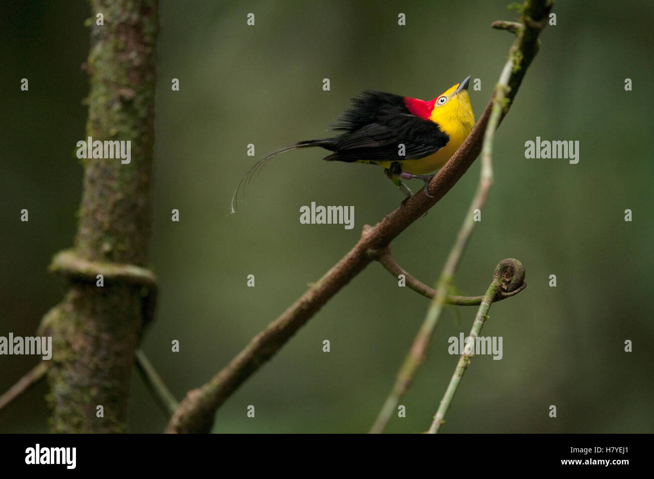 Wire-tailed Manakin (Pipra filicauda) male displaying at lek, Ecuador ...