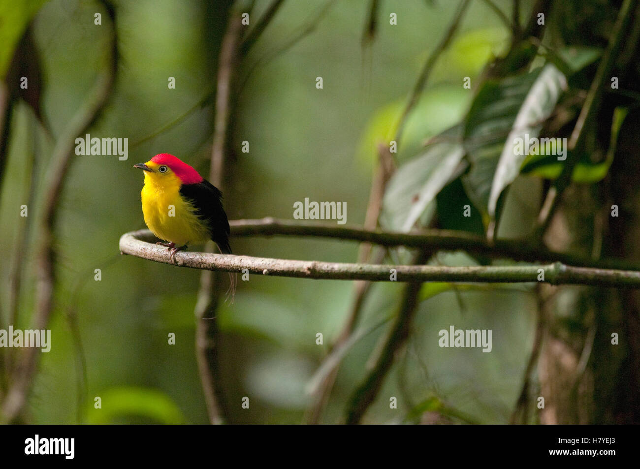 Wire-tailed Manakin (Pipra filicauda) male, Ecuador Stock Photo - Alamy