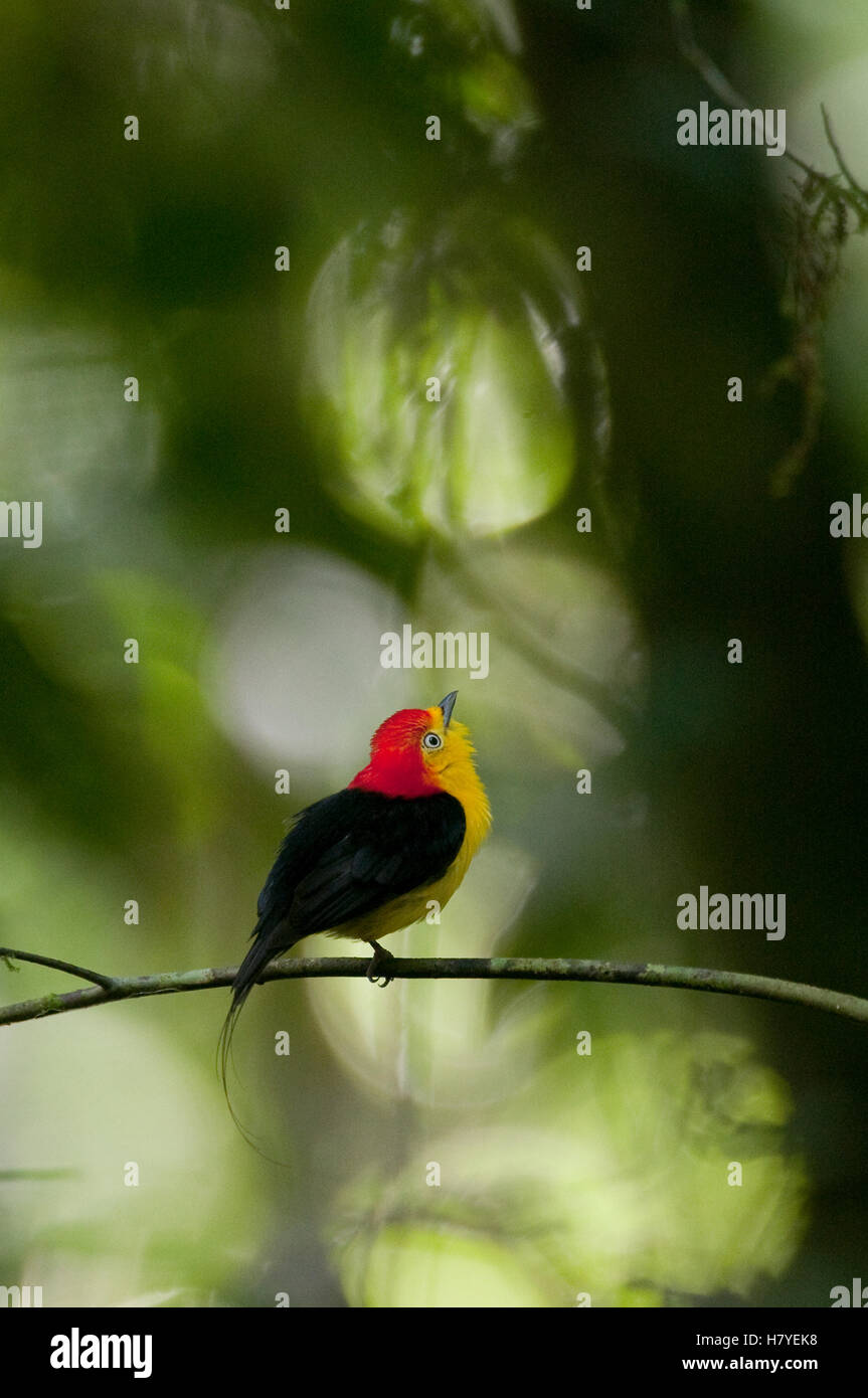 Wire-tailed Manakin (Pipra filicauda) male displaying, Ecuador Stock ...