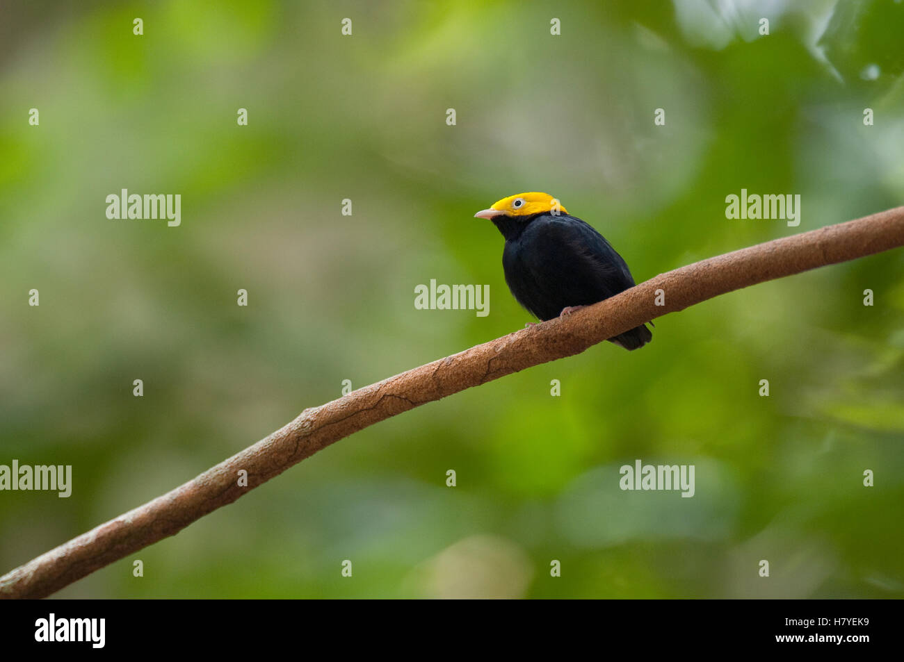 Golden-headed Manakin (Pipra erythrocephala), Ecuador Stock Photo - Alamy