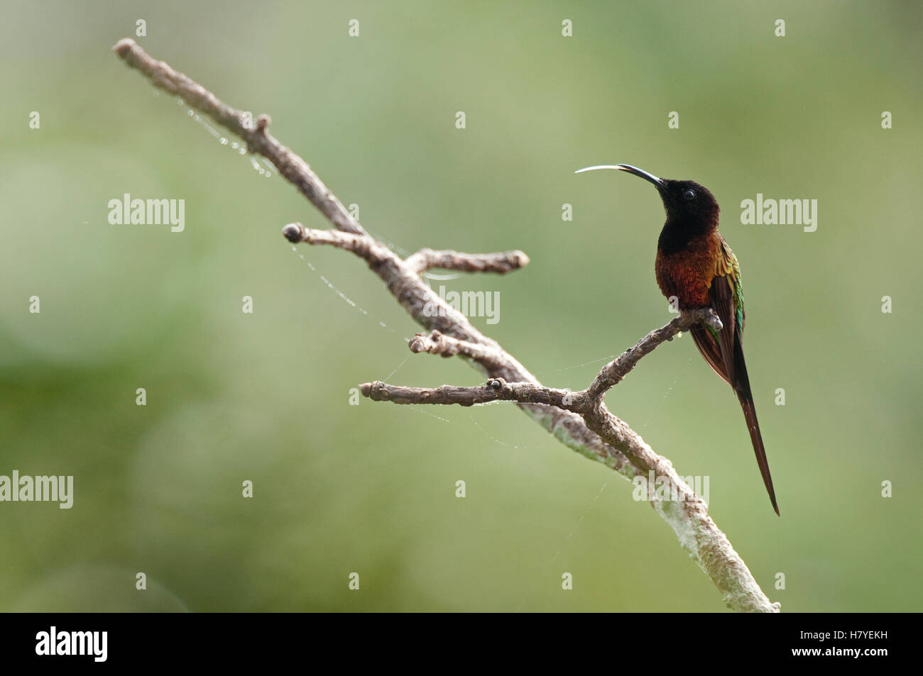 Fiery Topaz (Topaza pyra) male extending tongue, Ecuador Stock Photo ...