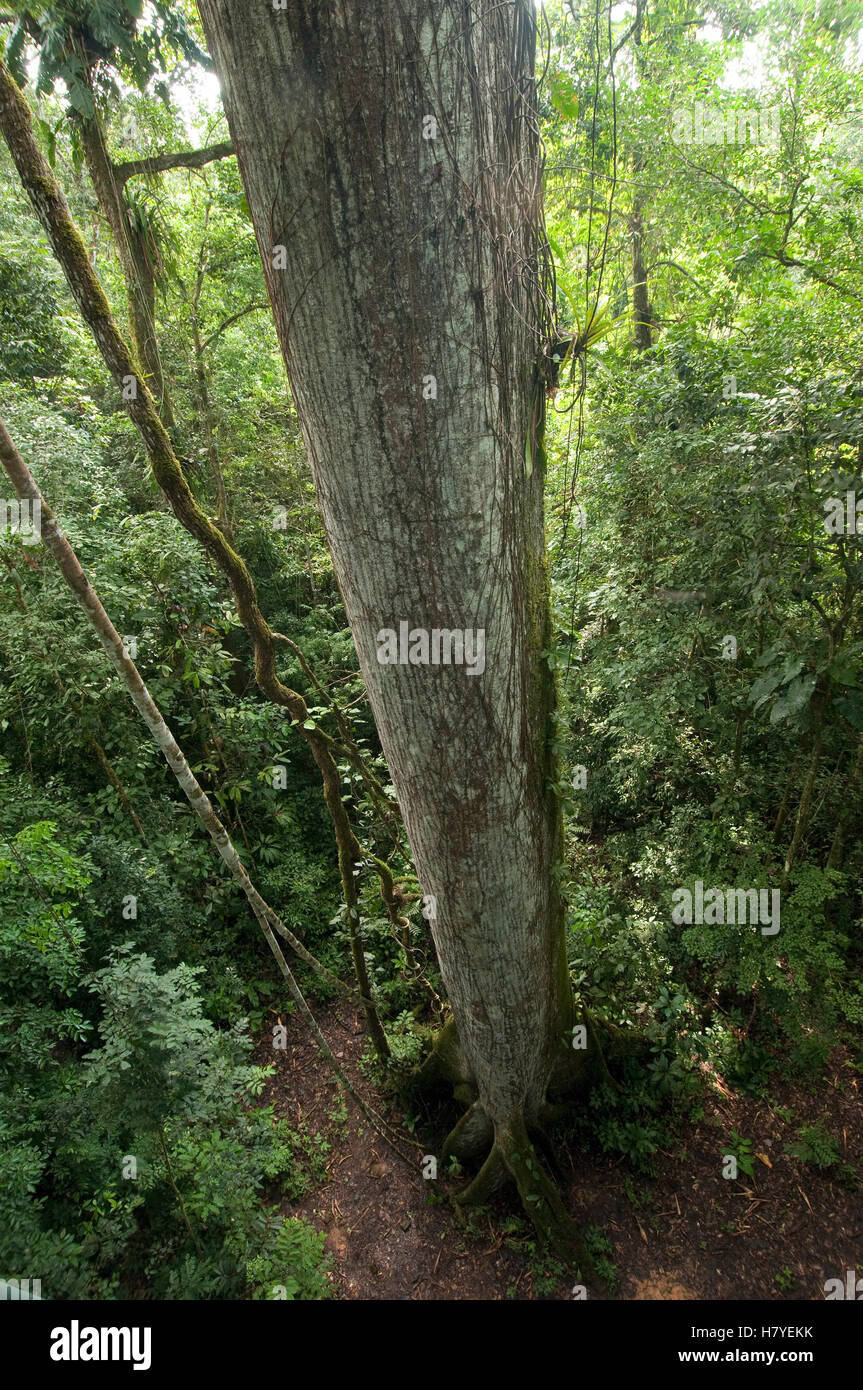 Kapok (Ceiba sp) tree in rainforest, Yasuni National Park, Ecuador ...
