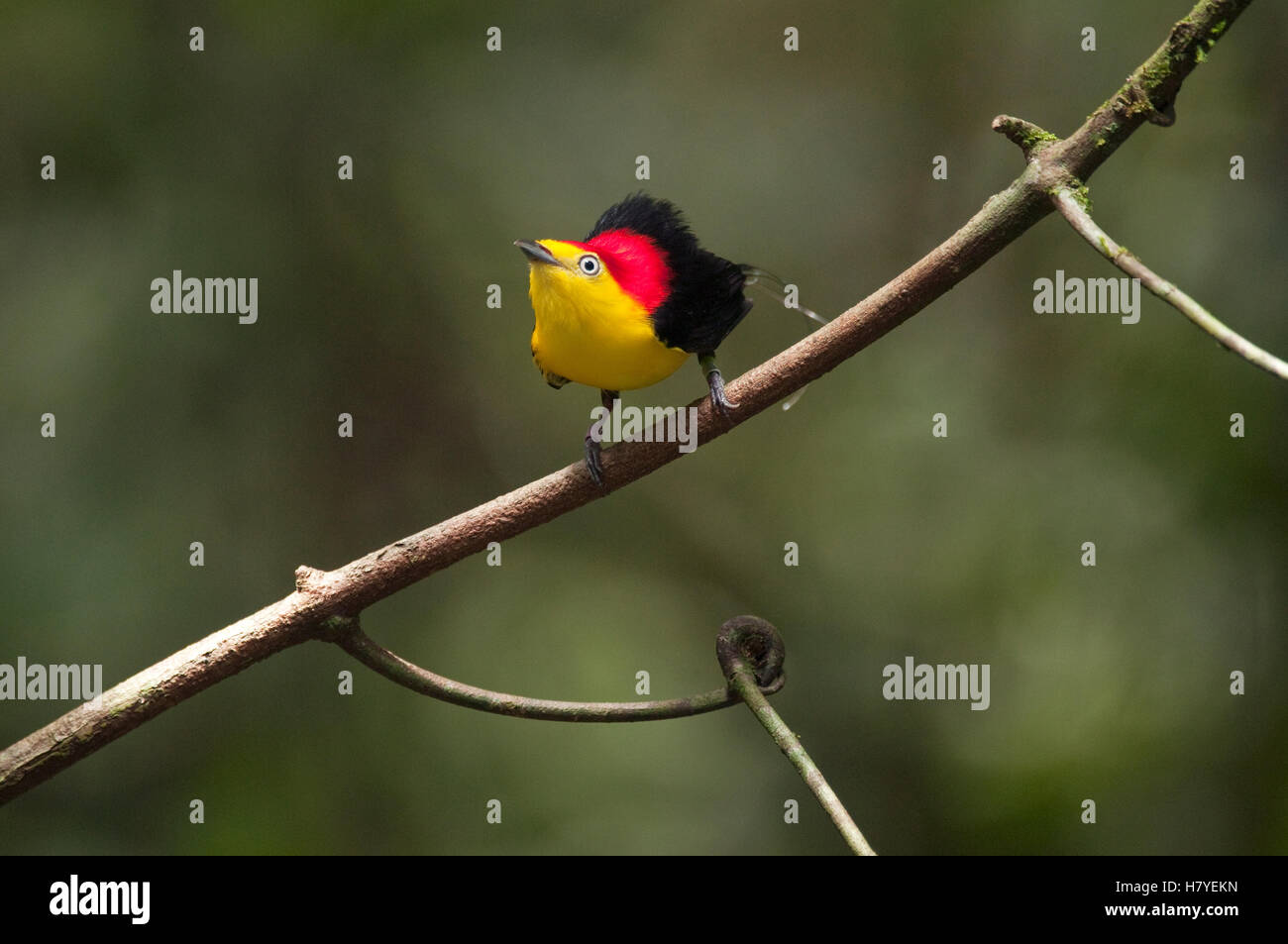 Wire-tailed Manakin (Pipra filicauda) male displaying at lek, Ecuador ...