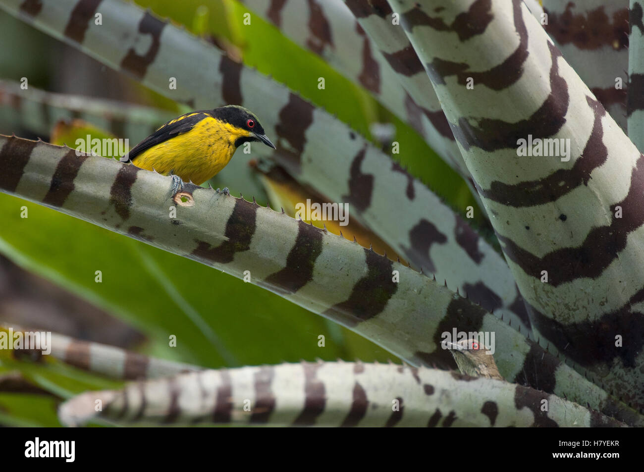 Yellow-bellied Dacnis (Dacnis flaviventer) male and female bathing in ...