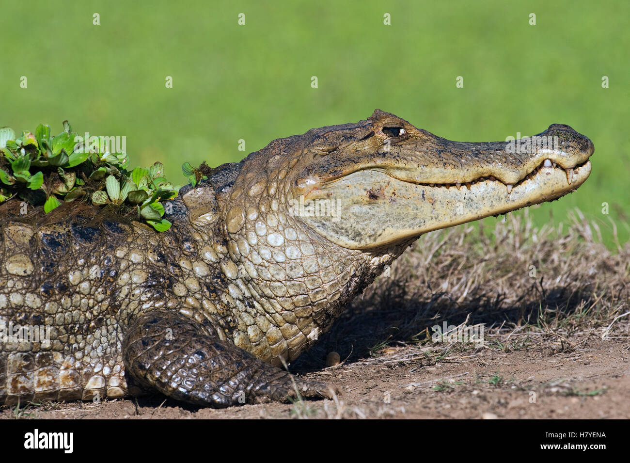 Spectacled Caiman (Caiman crocodilus), Hato Masaguaral, Venezuela Stock ...
