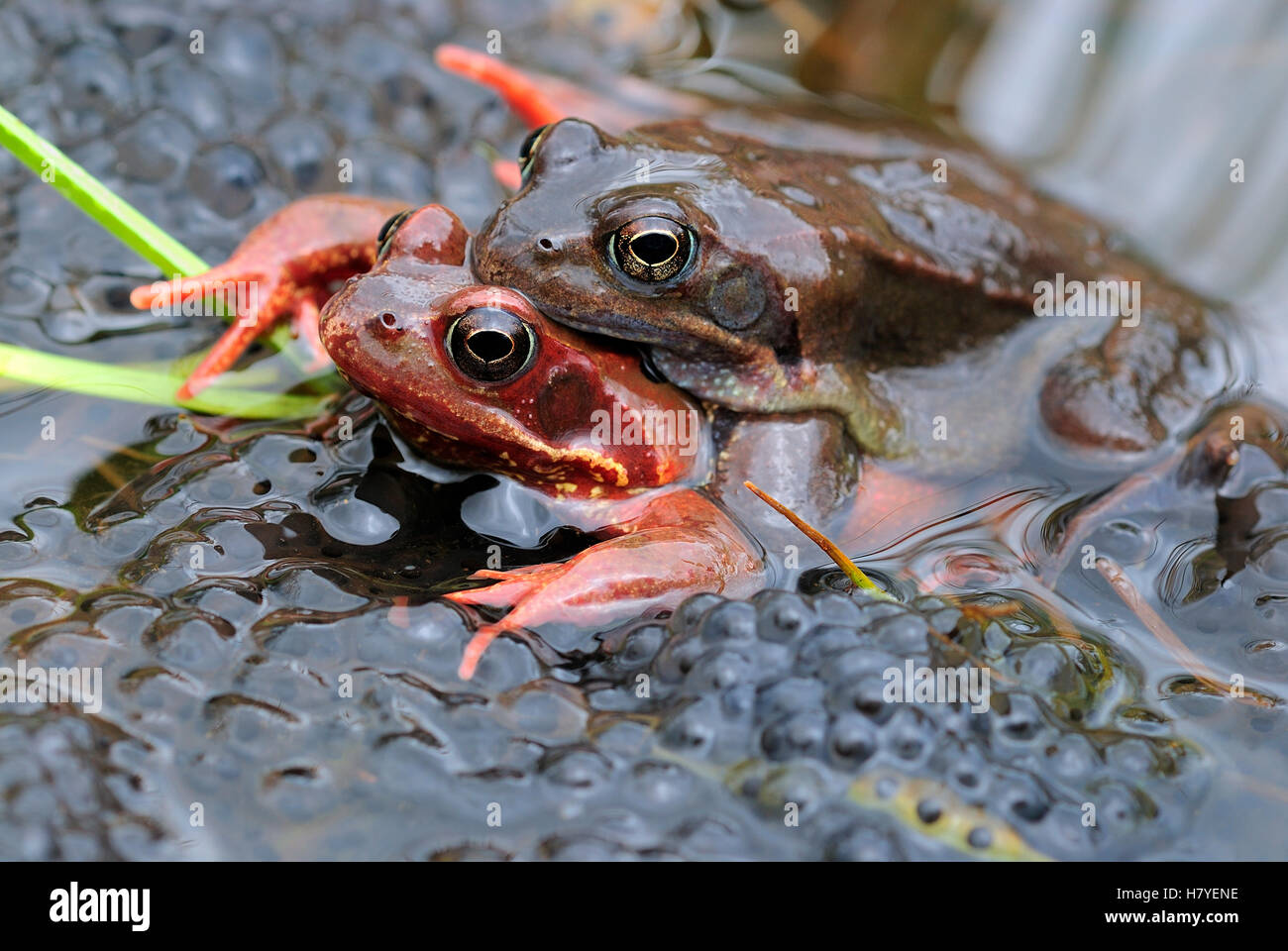 Common Frog (Rana temporaria) pair in amplexus with egg spawn ...