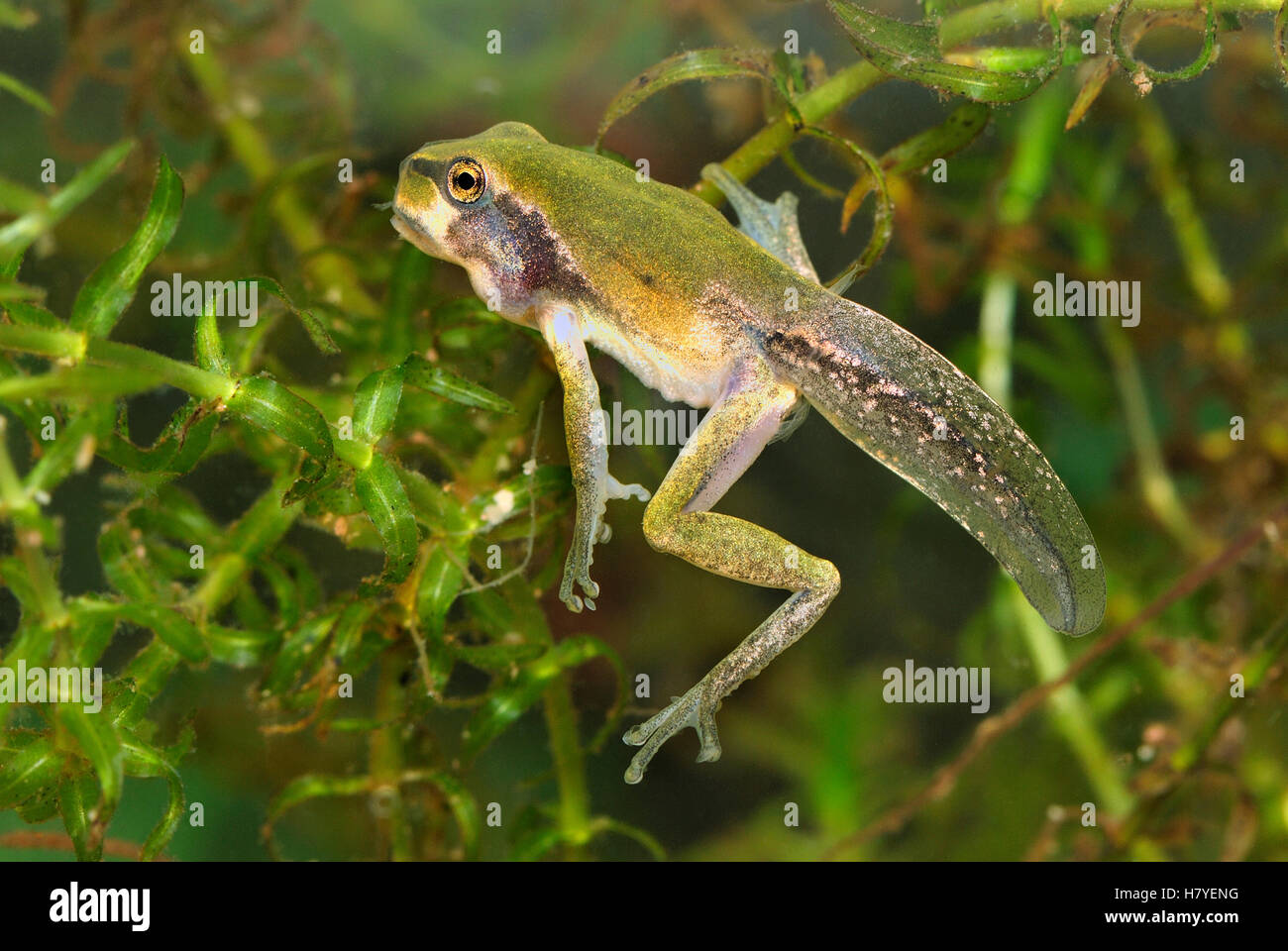 European tree frog hyla arborea tadpole hi-res stock photography and ...