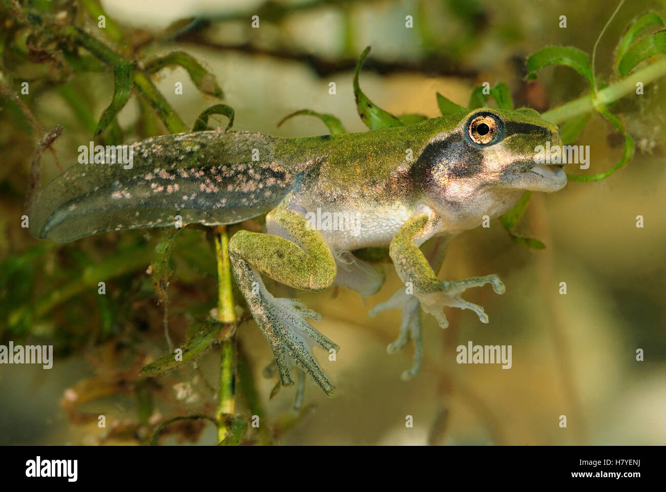 European Tree Frog (Hyla arborea) tadpole showing legs and tail ...