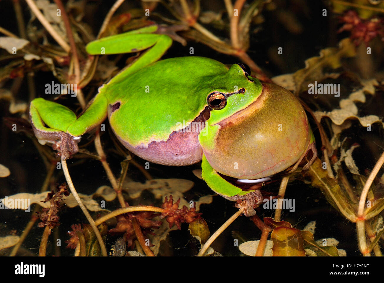 European Tree Frog (Hyla arborea) calling, Switzerland Stock Photo - Alamy