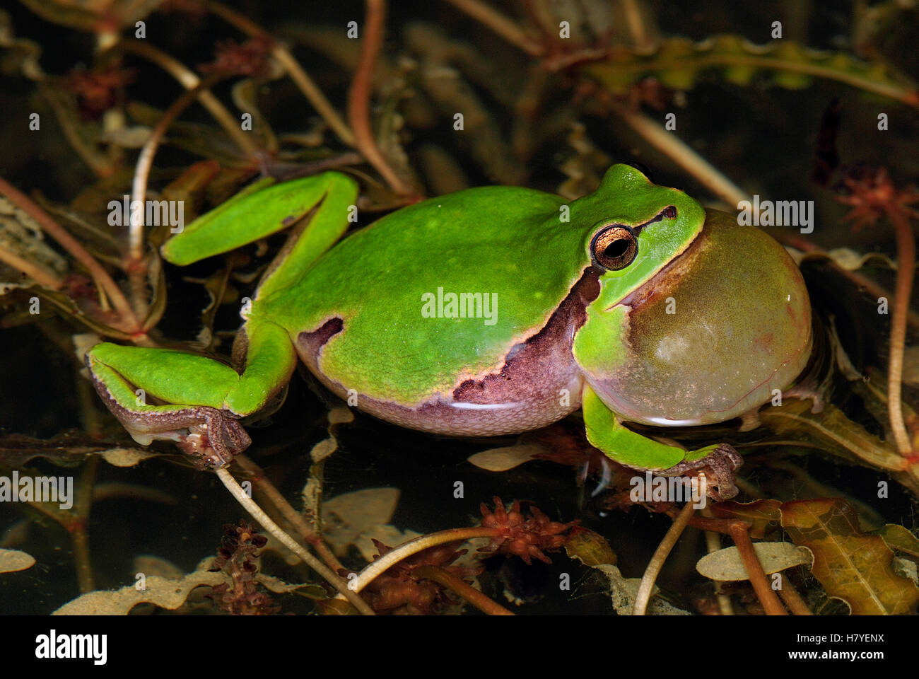 European Tree Frog (Hyla arborea) calling, Switzerland Stock Photo - Alamy
