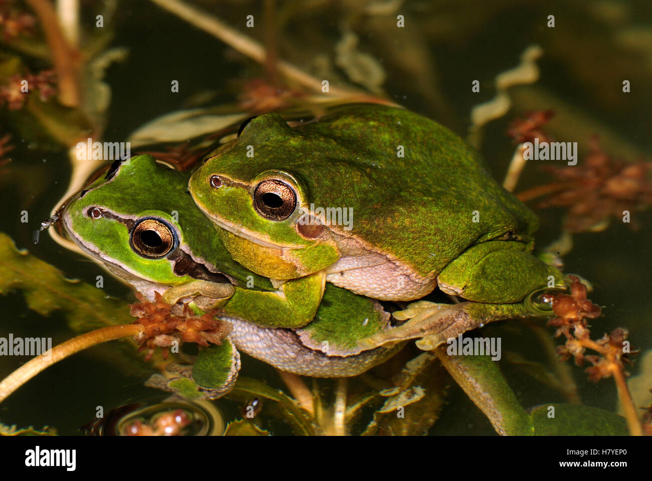 European Tree Frog (Hyla arborea) pair in amplexus, Switzerland Stock ...