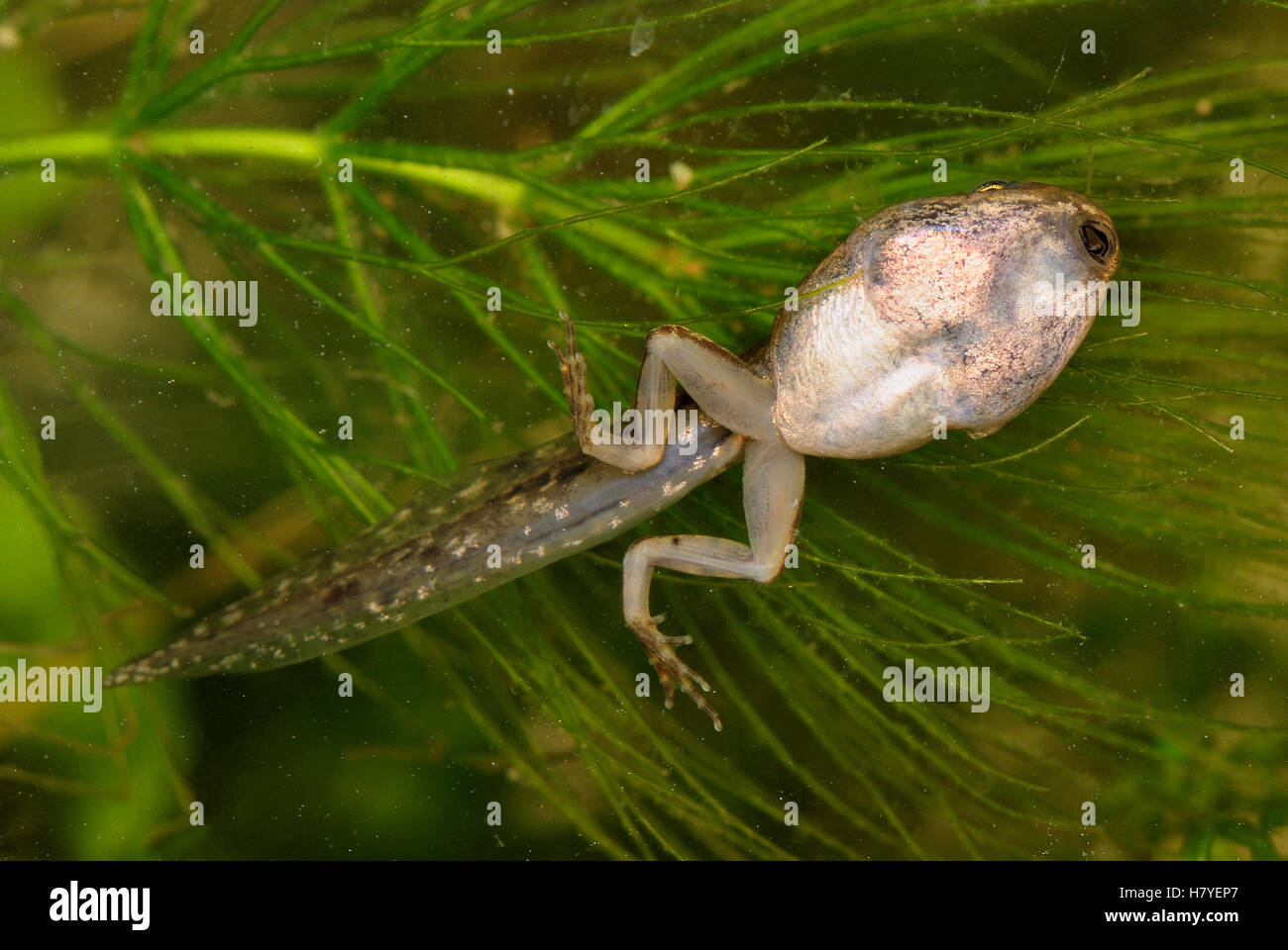 Common Frog (Rana temporaria) tadpole right before metamorphosis ...