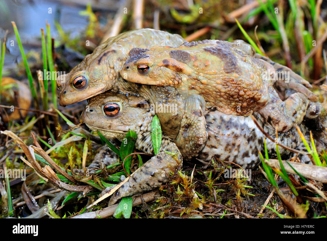 European Toad (Bufo bufo) males fighting to be in amplexus with female ...