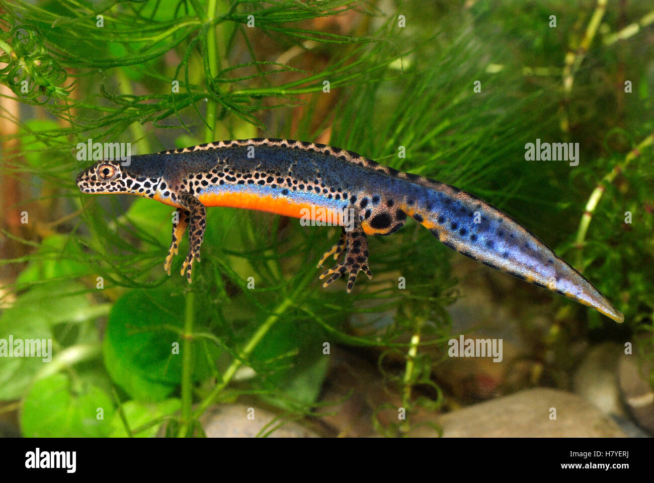 Alpine Newt (Ichthyosaura alpestris) male, Switzerland Stock Photo - Alamy