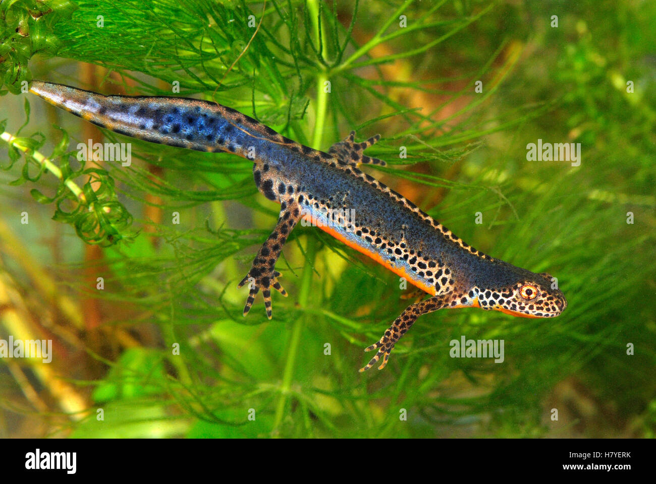 Alpine Newt (Ichthyosaura alpestris) male, Switzerland Stock Photo - Alamy