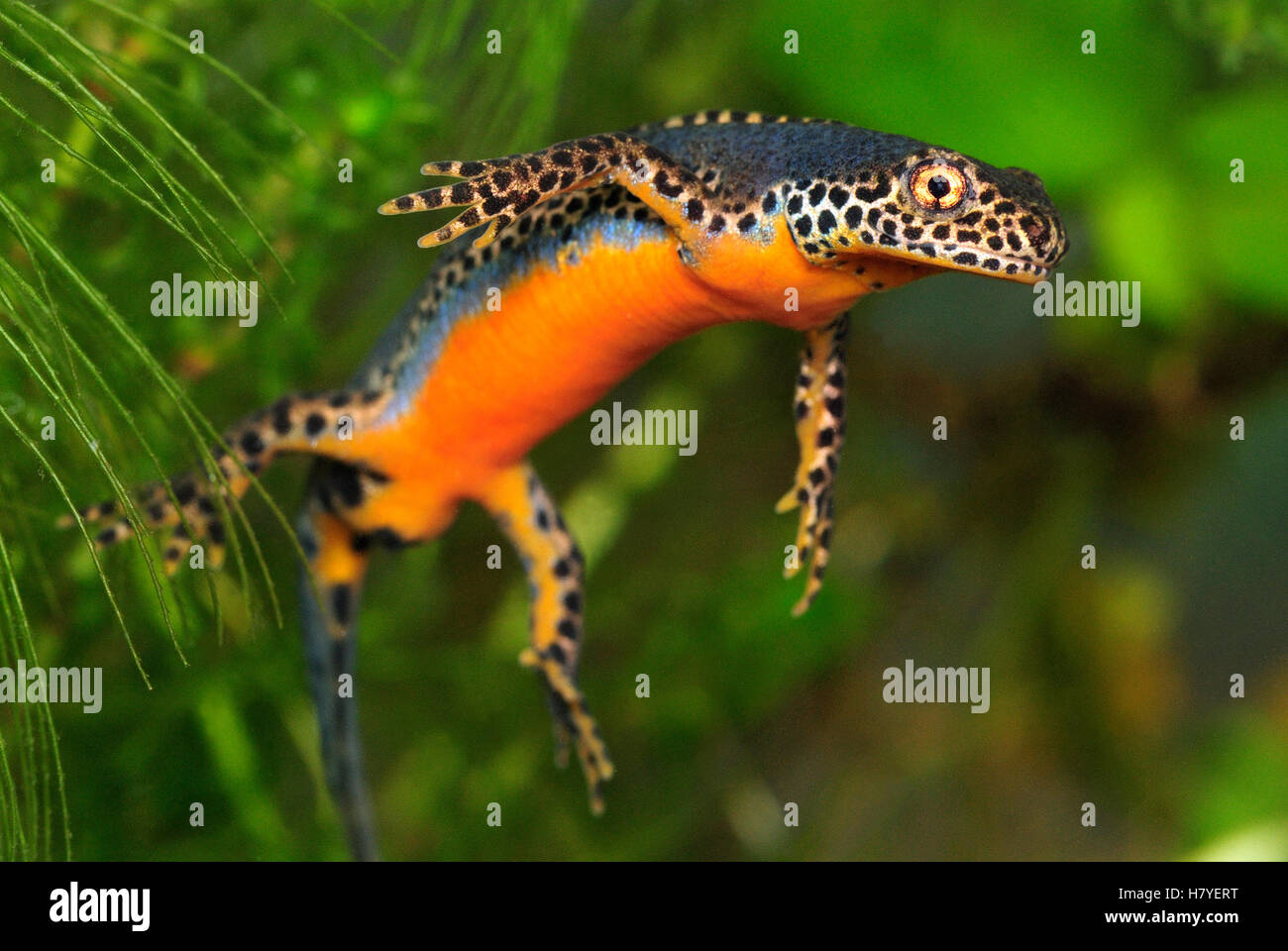 Alpine Newt (Ichthyosaura alpestris) male, Switzerland Stock Photo - Alamy