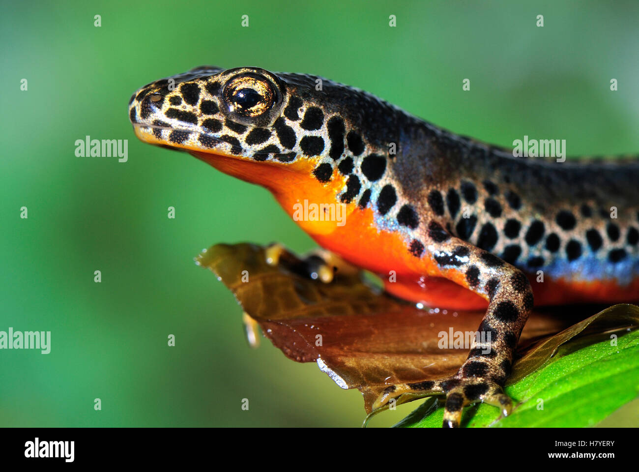 Alpine Newt (Ichthyosaura alpestris) male, Switzerland Stock Photo - Alamy