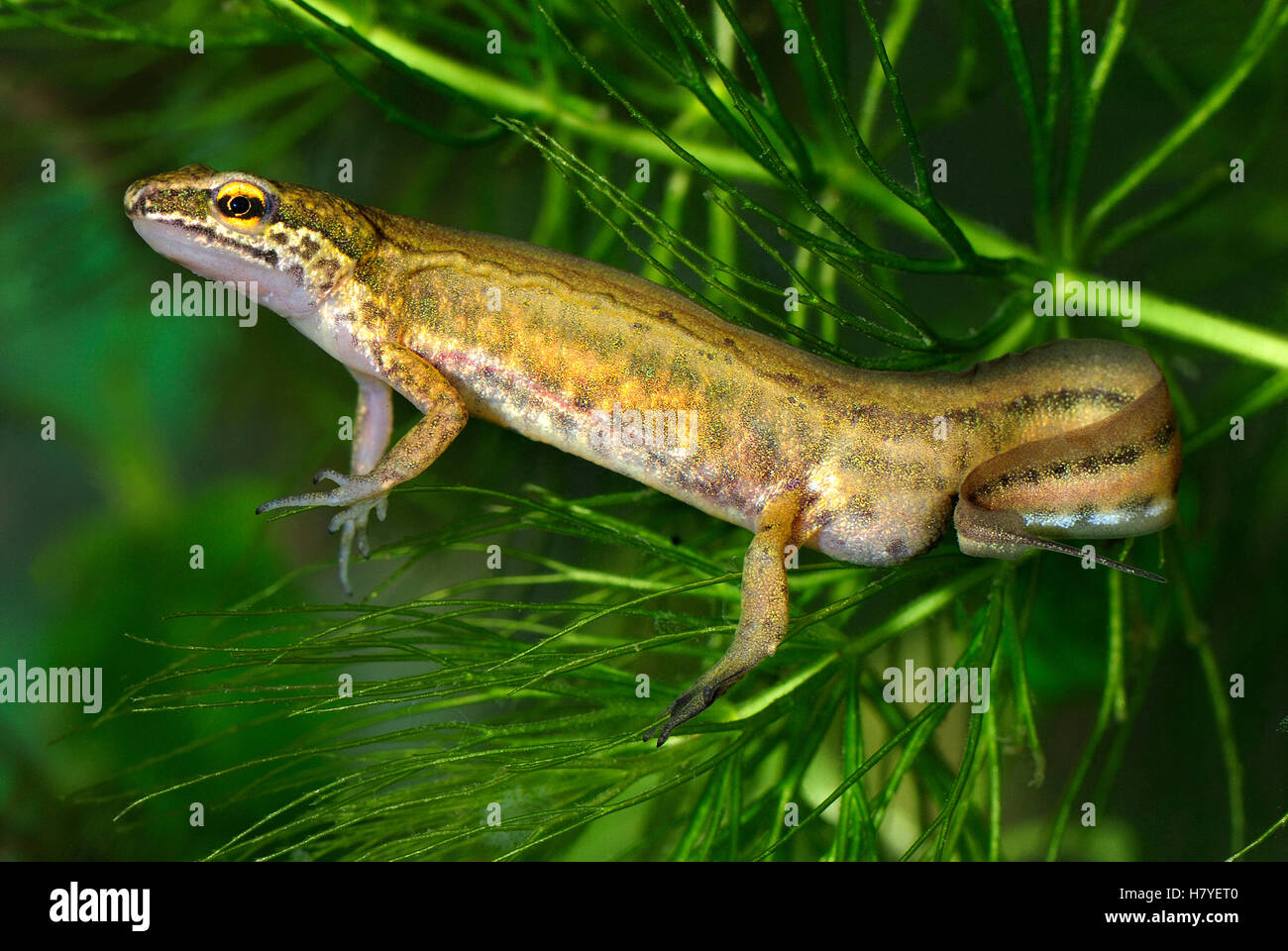 Palmate Newt (Triturus helveticus), Switzerland Stock Photo - Alamy